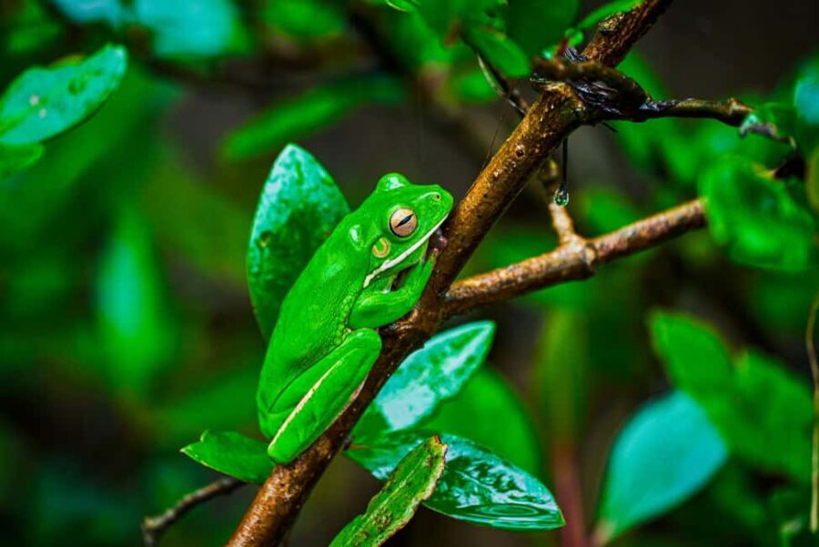 Cape Tribulation: Daintree Rainforest Night Walk Tour - Final Thoughts