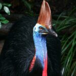 Cape Tribulation & Daintree Wilderness (TCT) - The Practical Side: Transportation, Cost, and Comfort