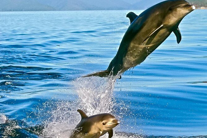 Captain Cook and Dolphin Cruise - Who Will Enjoy This Tour?
