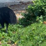 Cassowary Coast Waterfall Culture Tour - The Sum Up