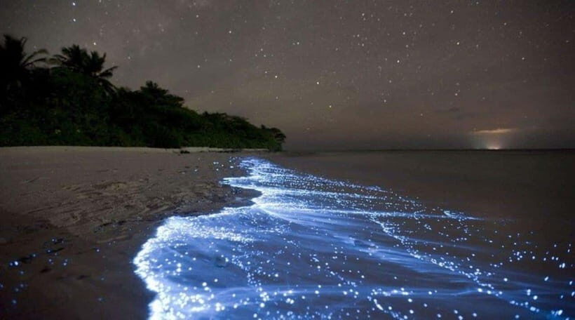 Cat Ba : Lan Ha Bay Bioluminescent Plankton Kayak Boat Tour - What’s Included & What’s Not