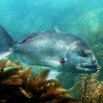 Cathedral Cove Marine Reserve - Specialised Boat Snorkeling - The Value of Expert Guides and Quality Equipment