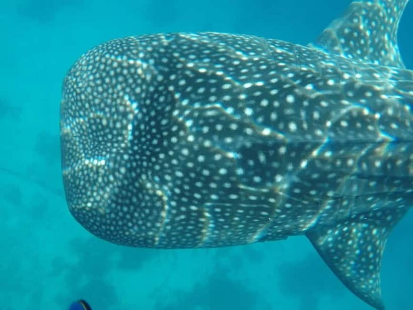 Cebu: 2-Day Private Tour Moalboal and Oslob - What Makes This Tour Stand Out?