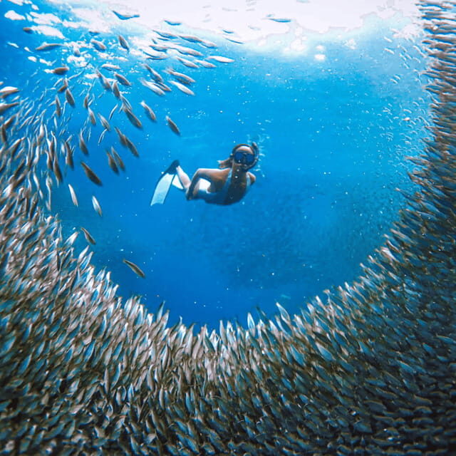Cebu BEST: Sumilon, Whaleshark and Turtle Snorkeling Tour - The Sum Up: Is This Tour Right for You?