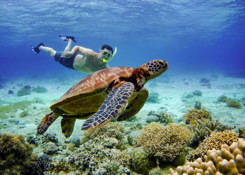 Cebu: Moalboal Sardines & Turtle Snorkeling and Canyoneering - Authentic Experiences: What Travelers Say