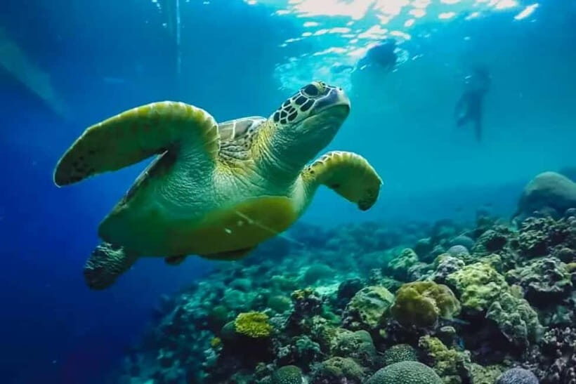 Cebu: Moalboal Snorkeling, Mantayupan Falls & ATV Adventure - Evaluating the Value