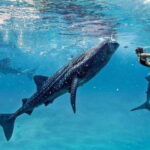 Cebu: Oslob Whale Shark Swim and Sumilon Island Day Tour - The Value Proposition: Is It Worth It?