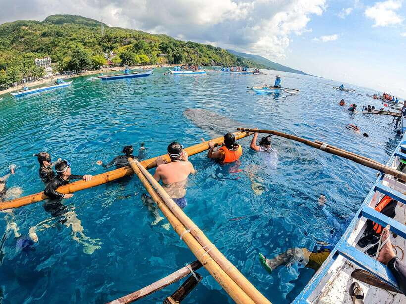 Cebu: Oslob Whale Sharks, Moalboal Sardine Run & Turtles - Who Should Consider This Tour?