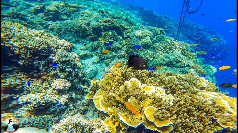 Cebu: Ultimate 3-Day Water Adventure - Day 1: Island Hopping – Caohagan, Gilutongan & Nalusuan