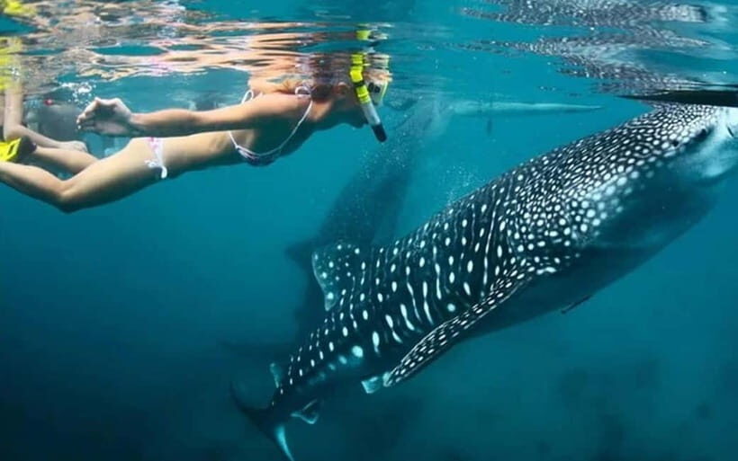 Cebu: Whale Shark, and Sumilon Sandbar and Inambakan Falls - The Value and Practicalities