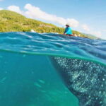 Cebu: Whale Shark Encounter and Kawasan Canyoneering - What’s Included and What to Consider