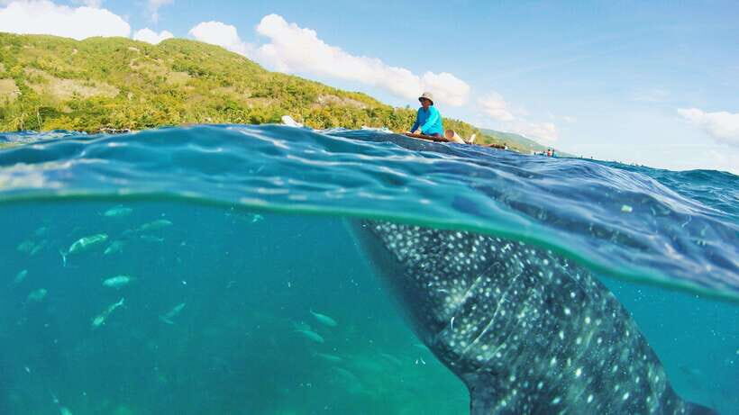 Cebu: Whale Shark Encounter and Kawasan Canyoneering - What’s Included and What to Consider