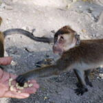 Cebu: Whale Shark, Monkey Sanctuary, & Moalboal Turtles Tour - A Deep Dive into the Tour Experience