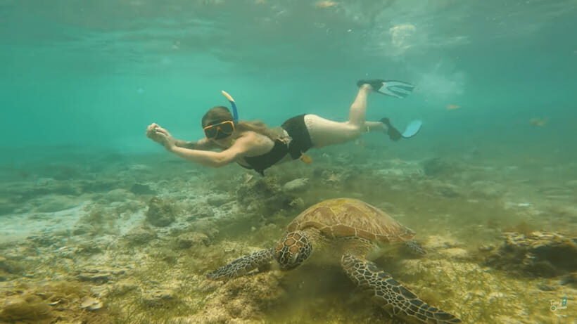 Cebu: Whale Shark Oslob and Moalboal Snorkeling Adventure - How Do the Reviews Reflect the Experience?