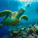 Cebu: Whale Shark Swim, Kawasan Falls & Sardine Run - An Overview of the Tour