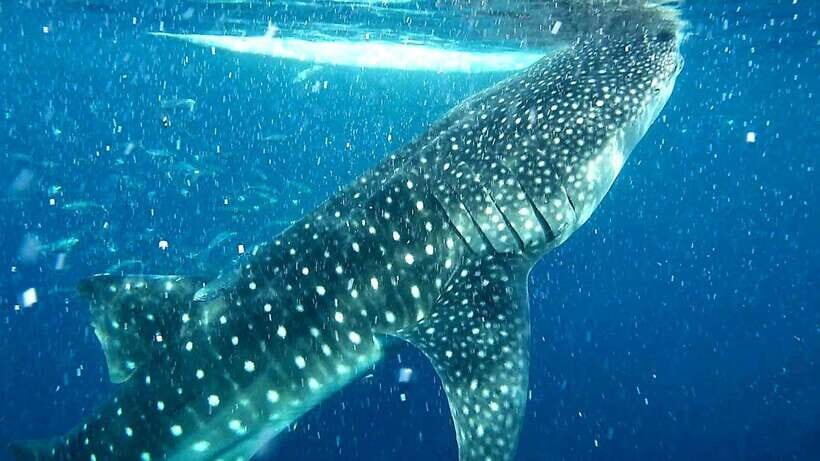Cebu: Whale Sharks, Kawasan Falls, & Sardines Run Snorkeling - What’s Included and What to Bring