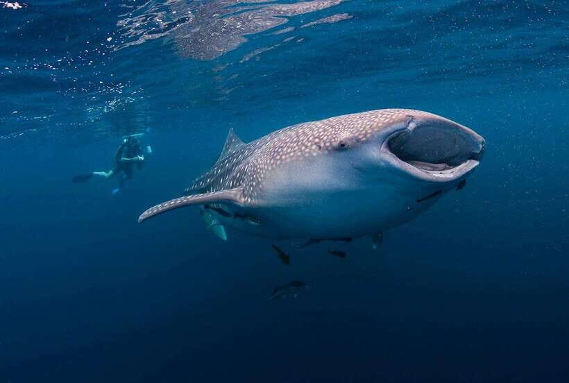 Cebu: Whalesharks, Sumilon Sandbar & Tumalog Falls Tour - Who Will Love This Tour?