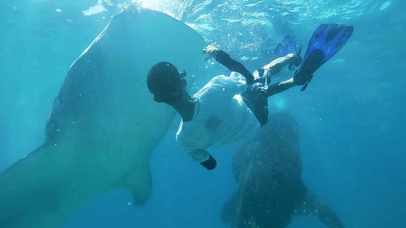 Cebu:Oslob Whale Shark Swimming & Kawasan Falls Canyoneering - Practical Aspects and Value