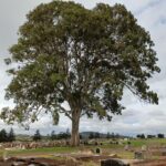 Cemetree Tour, Roots of Toowoomba's History from Harristown - Final Words: Why Consider the Cemetree Tour?