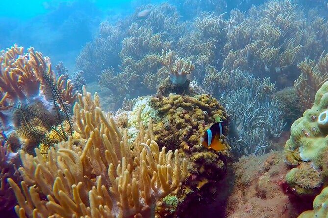 Cham Island Exploration Tour and Swimming with Local Guide - Transportation and Group Size: What Does It Mean for You?