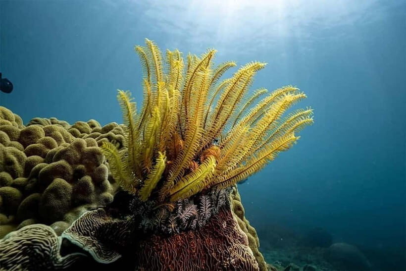 Cham Island on a speedboat snorkeling tour from DaNang/Hoian - What Makes This Tour Worth Considering?