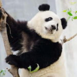 Chengdu Giant Panda: Panda Base or Shenshuping (optional) - What’s Included and What You Should Know