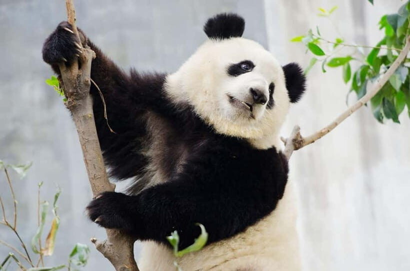 Chengdu Giant Panda: Panda Base or Shenshuping (optional) - What’s Included and What You Should Know