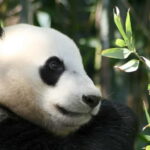 Chengdu: Half-Day Panda Base Tour with Guide Option - Authentic Experiences and Visitor Feedback