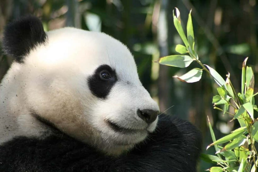 Chengdu: Half-Day Panda Base Tour with Guide Option - Authentic Experiences and Visitor Feedback