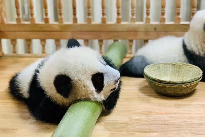 Chengdu One Day Trip of Panda Base Plus Your Choice - FAQ