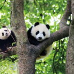 Chengdu Panda Base and Luodai Ancient Town One-Day Tour - Midday at Luodai Ancient Town