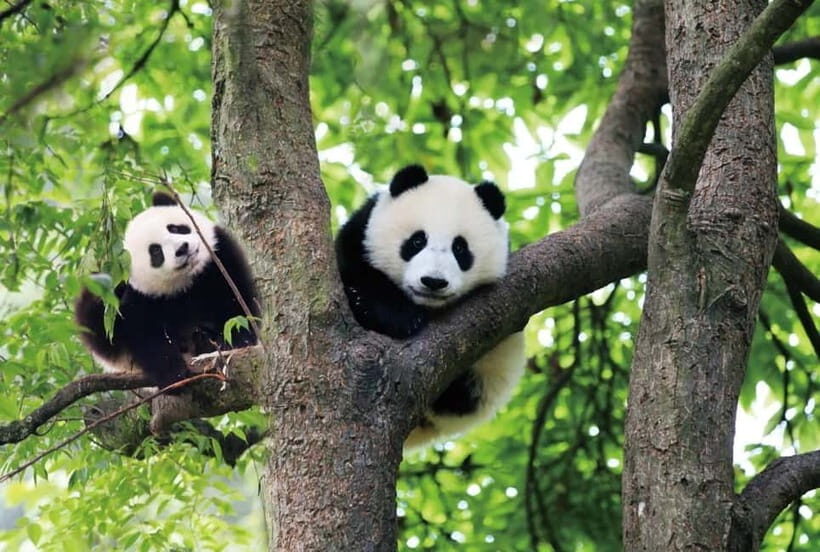 Chengdu Panda Base and Luodai Ancient Town One-Day Tour - Midday at Luodai Ancient Town