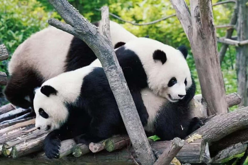 Chengdu: Panda Base, Sichuan Cuisine Museum, & Cooking Class - Practical Details and Value