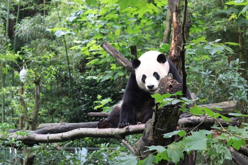 Chengdu: Panda Research Base Ticket or Volunteer Day Trip - What to Expect: A Deep Dive into the Panda World