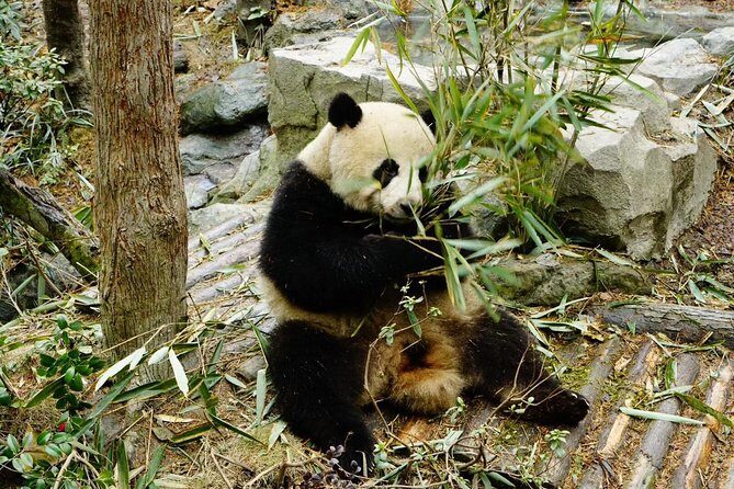 Chengdu Panda Tour and local Culture Experience - What’s Included and Practicalities