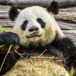 Chengdu Pandas&Dujiangyan Private Tour with Blue Tears - Panda Valley: A Panda Lover’s Dream