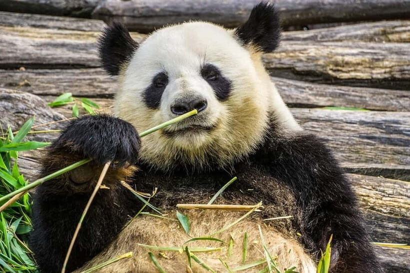 Chengdu Pandas&Dujiangyan Private Tour with Blue Tears - Panda Valley: A Panda Lover’s Dream