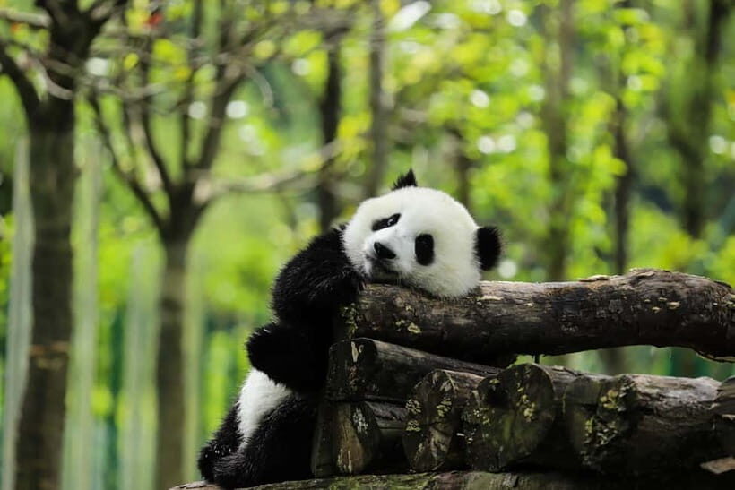 Chengdu Private Tour: Meet Pandas+Hike Qingcheng Front/Back - Detailed Breakdown of the Day