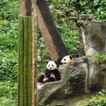 Chengdu: Tea-Picking in the Birthplace of Tea Culture - An Itinerary Breakdown