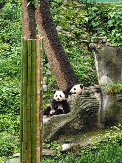 Chengdu: Tea-Picking in the Birthplace of Tea Culture - An Itinerary Breakdown
