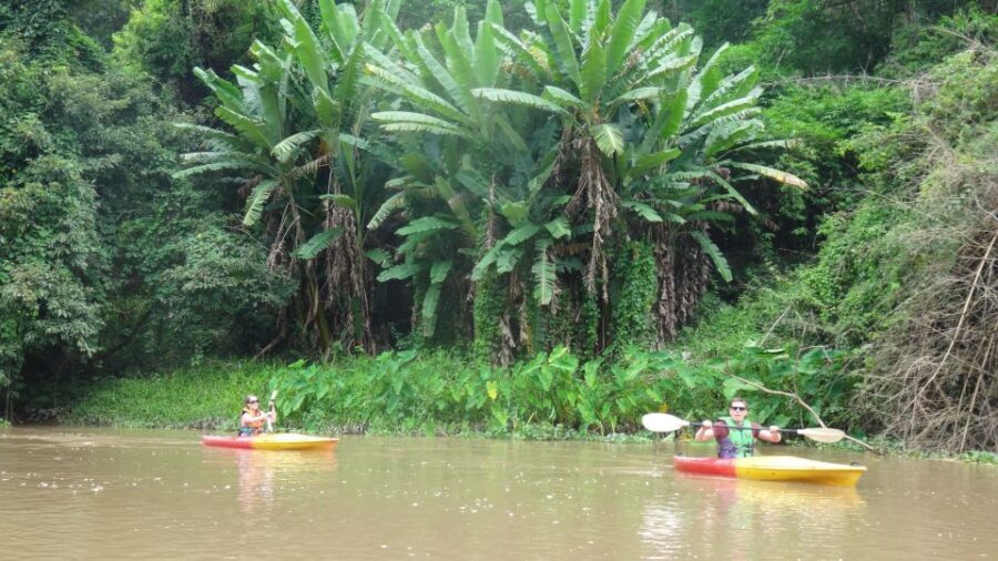 Chiang Mai: 15 km Leisure River Kayaking at Mae Ngat forest - What Travelers Say