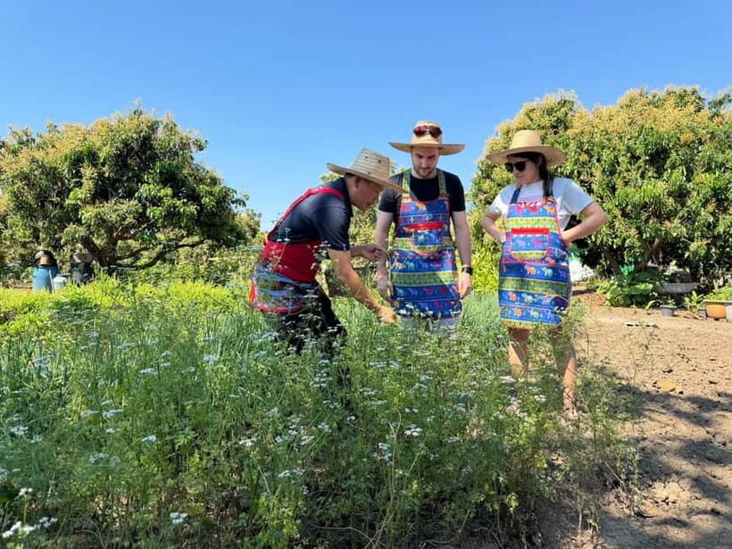 Chiang Mai : Cook in Farm, Market tour & Go by a Local Train - Who Should Consider This Tour?