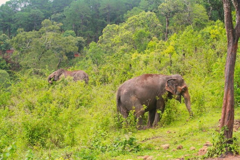 Chiang Mai: Day for Elephant Observation Only Half-day Trip - The Itinerary Breakdown