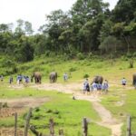 Chiang Mai: Doi Inthanon and Elephant Sanctuary Tour & Hike - Who Will Love This Tour?
