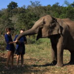 Chiang Mai: Doi Inthanon Hiking Tour & Elephant Care Program - The Detailed Experience: What You Can Expect