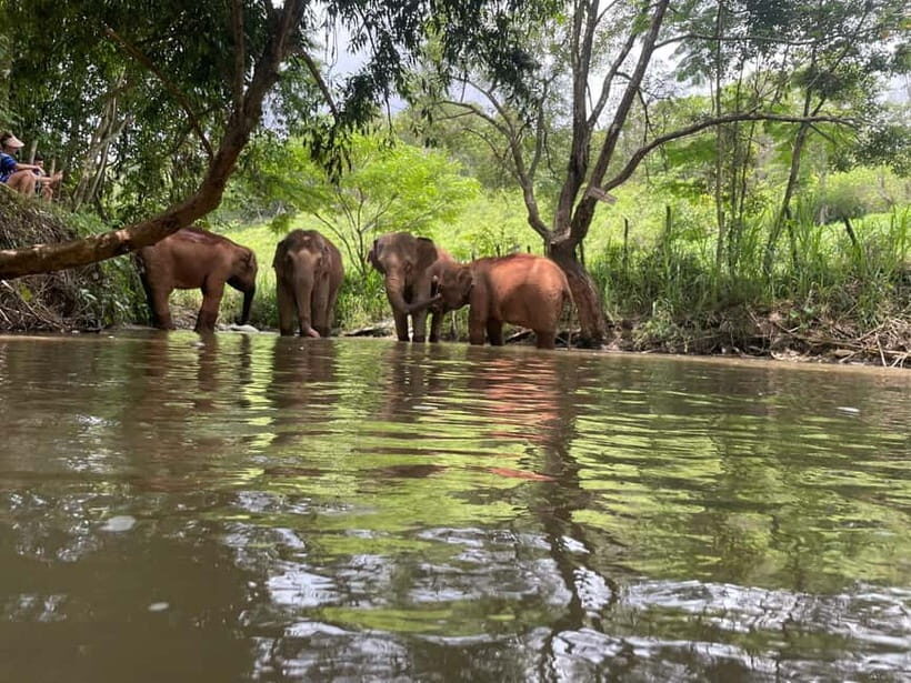 Chiang Mai: Elephant Dream Project Sanctuary - Full Day - The Itinerary: A Deep Dive