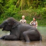 Chiang Mai: Elephant Jungle Sanctuary with Lunch & Transfer - Transportation and Group Size