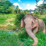 Chiang Mai: Elephant Sanctuary Guided Tour in Spanish - Key Points