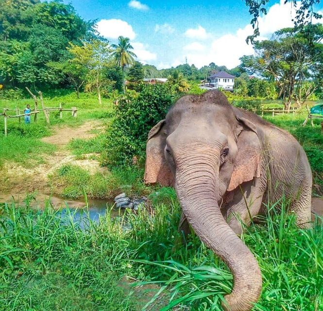 Chiang Mai: Elephant Sanctuary Guided Tour in Spanish - Key Points