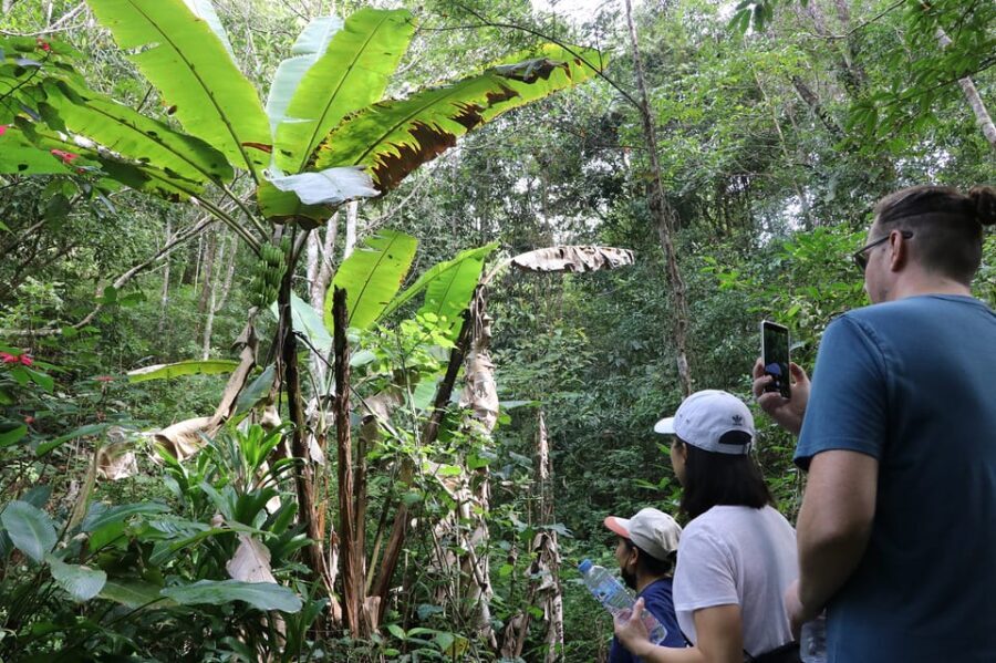 Chiang Mai: Gibbons, Trekking & Mae Kampong Small Group Tour - What Travelers Should Know